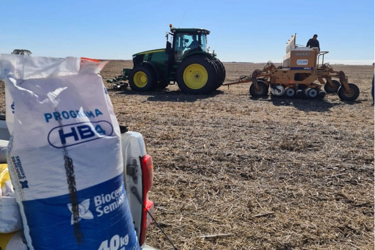 Organizações internacionais voltam a pedir proibição de trigo ...