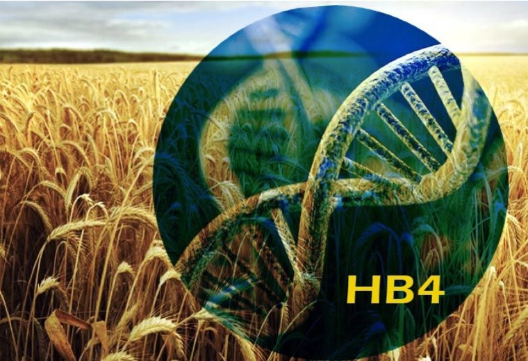 Organizações internacionais voltam a pedir proibição de trigo ...